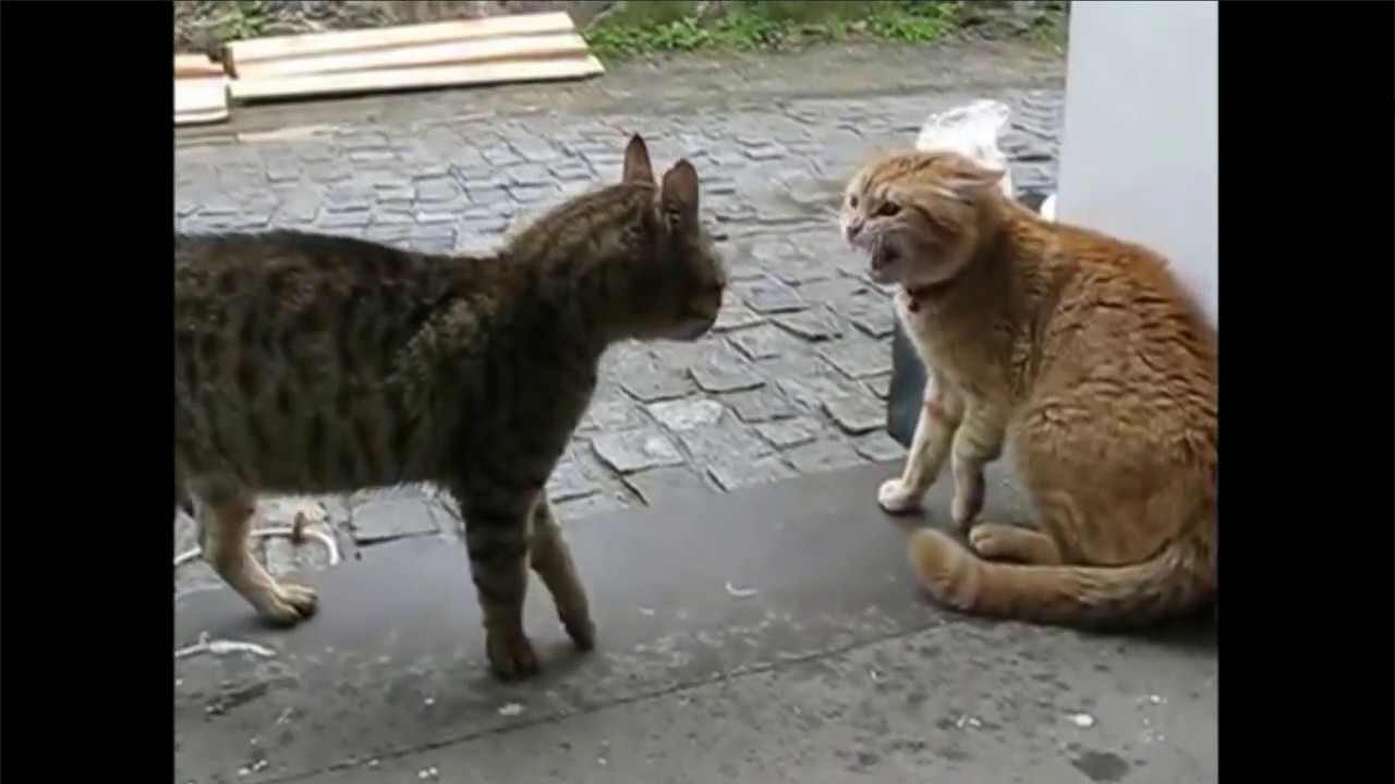 Angry cats autotuned - YouTube