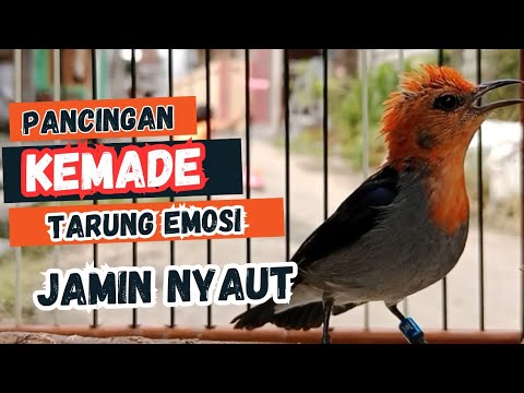 kemade gacor  ini bisa memancing kemade bahan ikut bunyi