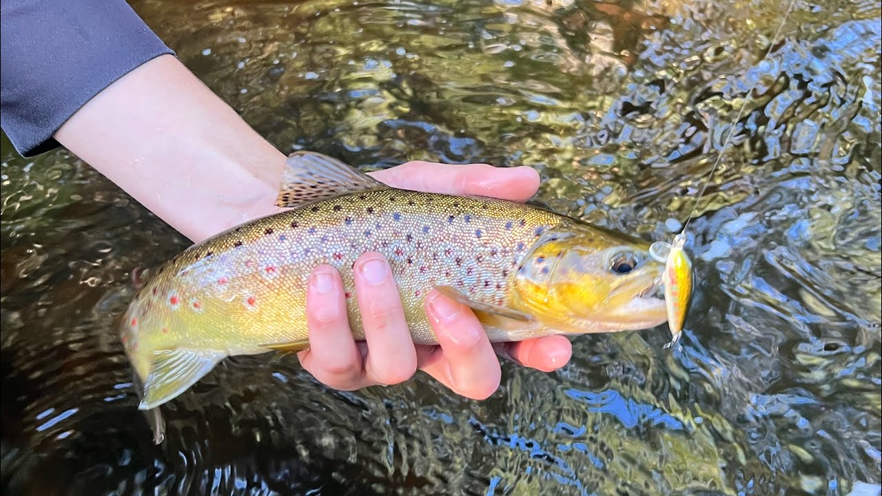 Small Stream Trout! - YouTube