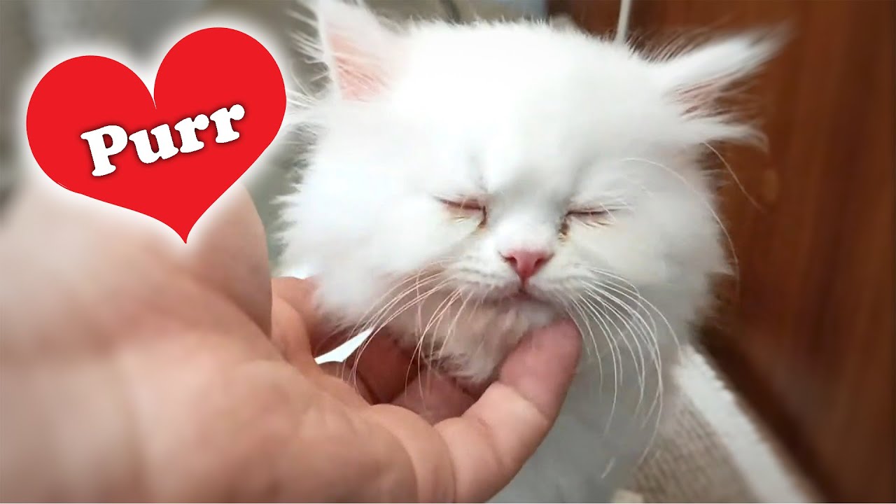 Fluffy Persian Kitten Purring, Cute Kitten Purr Sound - YouTube