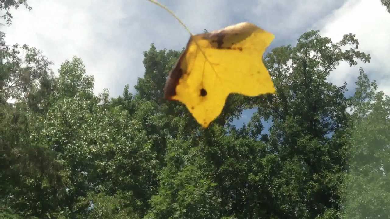 The Dancing Leaf - YouTube