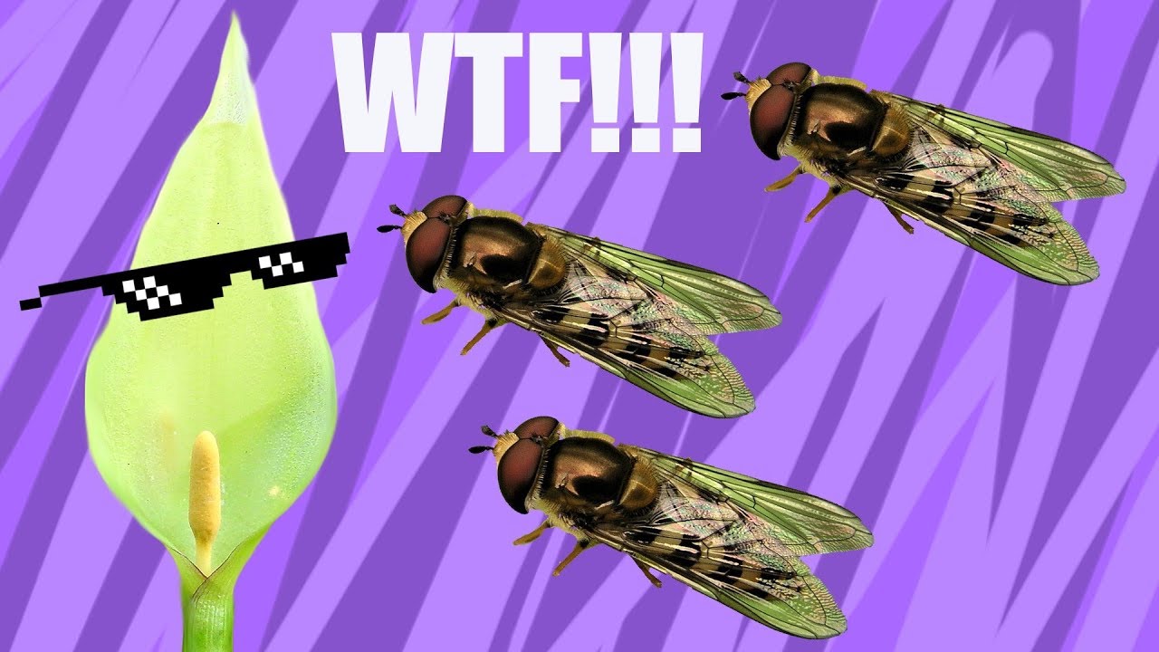 UNA TRAMPA PARA MOSCAS INFALIBLE: El Aro (Arum italicum) - YouTube