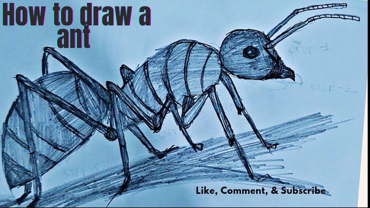How To Draw An Ant In 3 Easy Steps! very easy// #antdrawing #drawing # ...