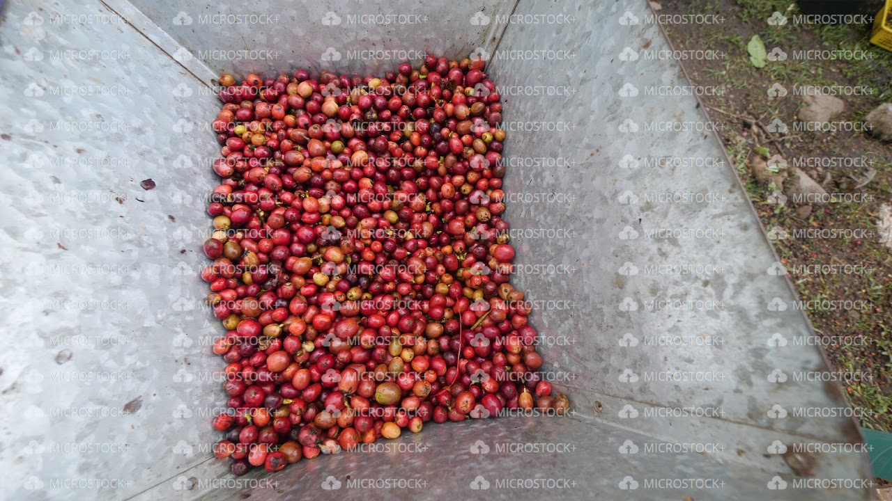 Ripe coffee cherries being processed in a coffee bean peeler pulper ...