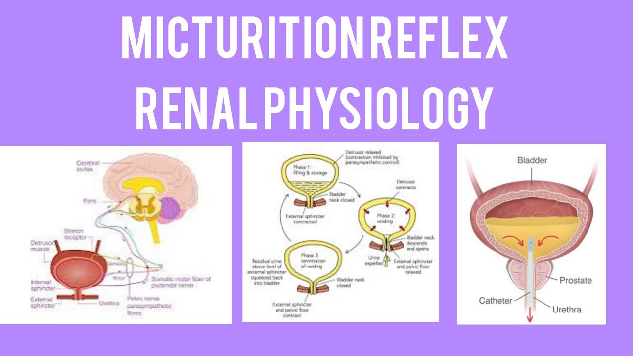Micturition reflex| Renal physiology| sardarmedics| Medical - YouTube