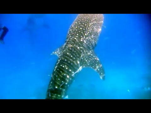 Sharks in the Philippines 2014 - YouTube