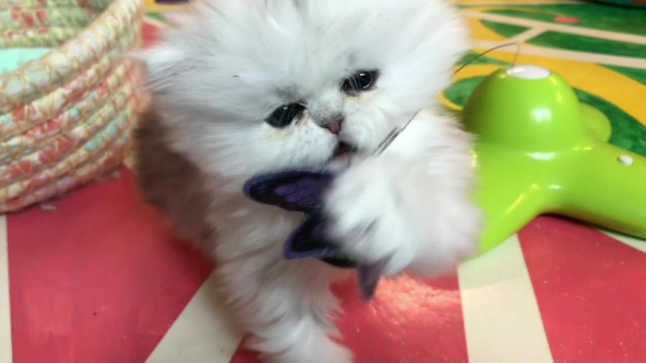 17 11 03 Cute Persian kittens of the M Litter with butterfly toy - YouTube