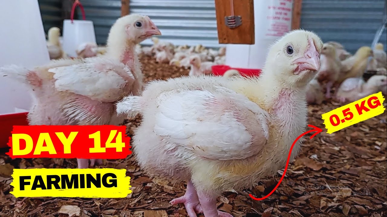 Are My Broiler Chickens Growing Fast Enough? - YouTube