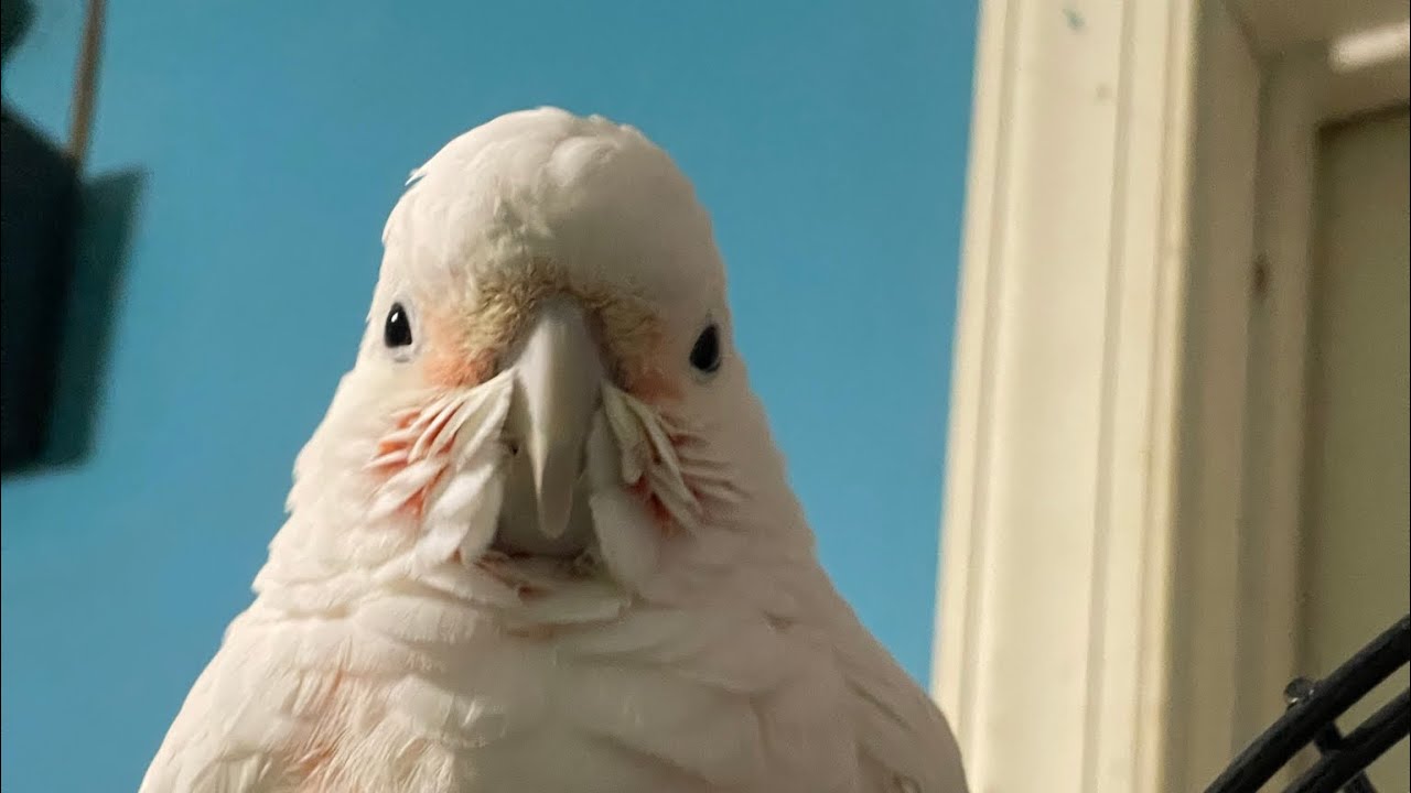 Cockatoo dancing. Sugar the Cockatoo “The System” Tom MacDonald ...
