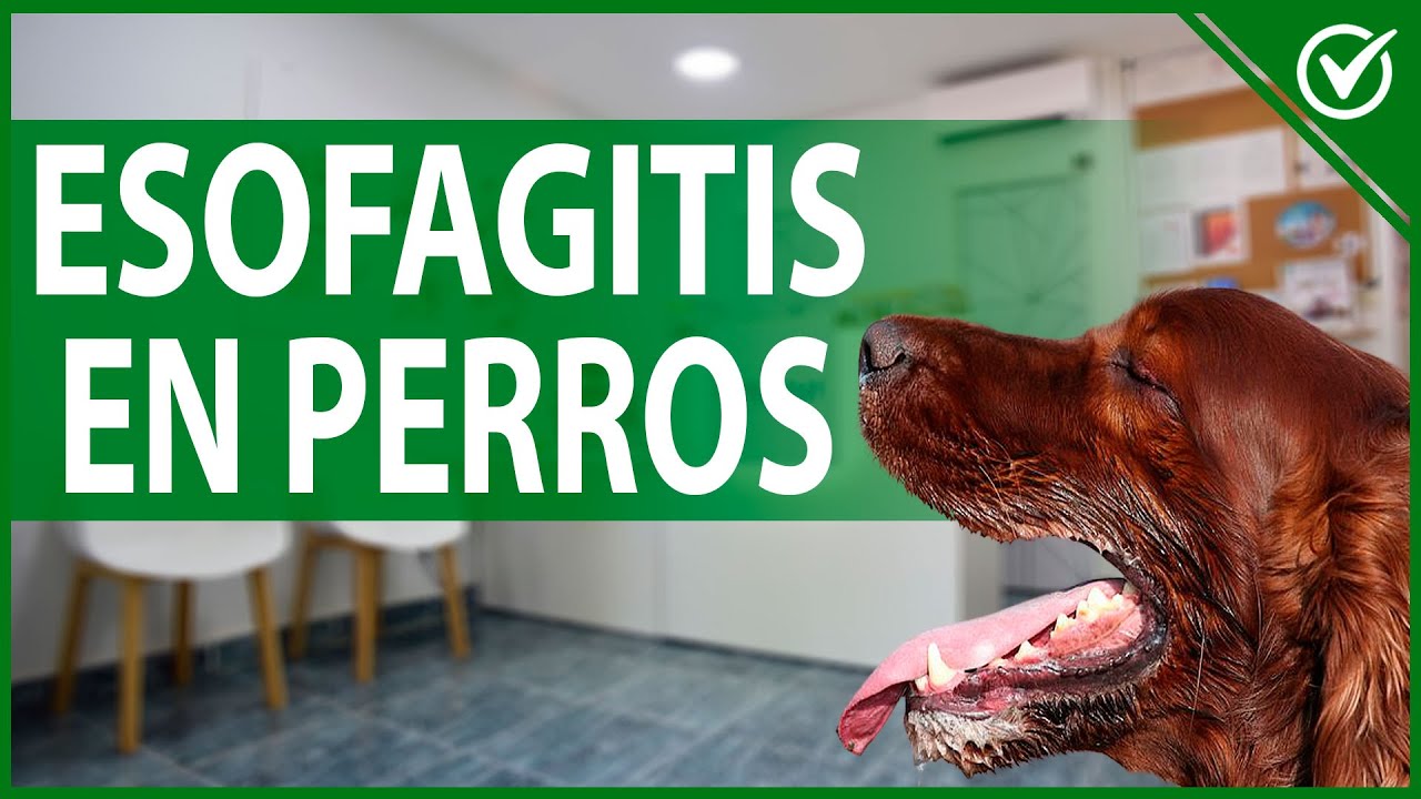 🐶 ¿Qué es la Esofagitis en perros? - Síntomas, Causas y Tratamiento del ...
