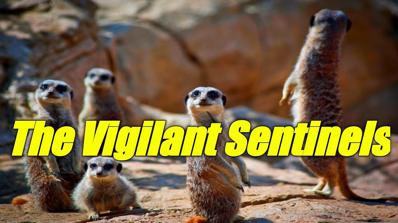 6 Facts About Meerkats, The Adorable Animals That Inspired Timon in The ...