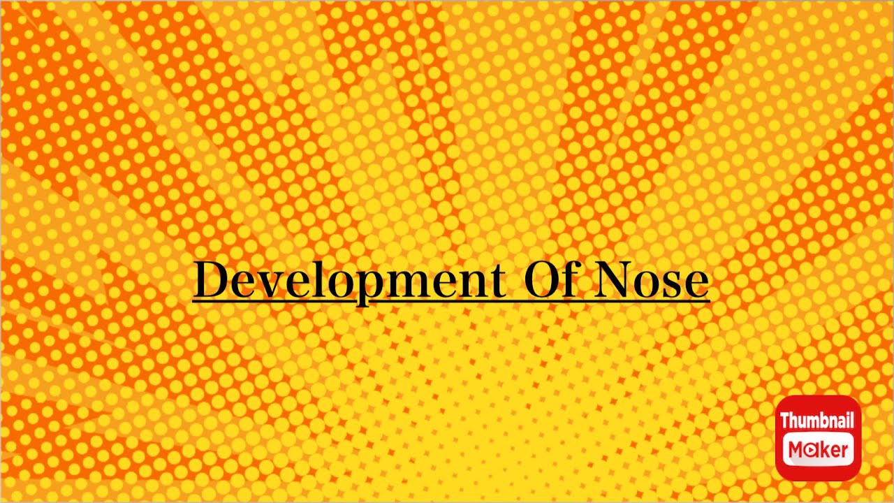 Development of nose and nasal cavities - YouTube