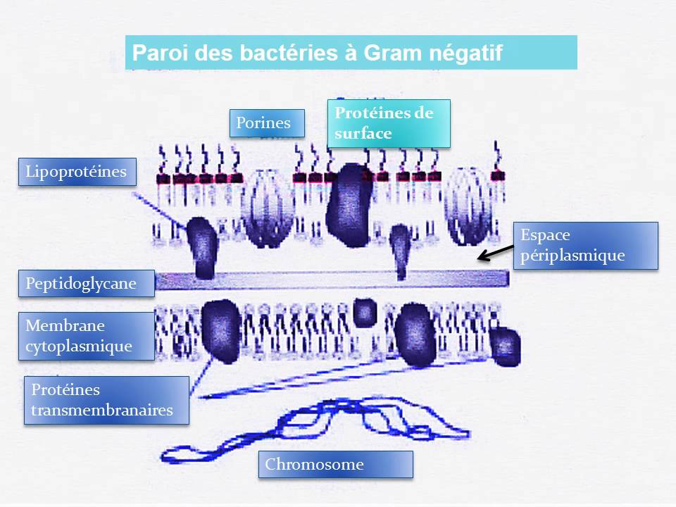 MICROBIOLOGIE STRUCTURE BACTERIENNE - YouTube