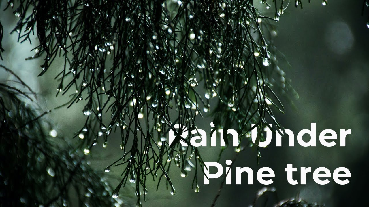 Relaxing Rain Under a pine tree - YouTube