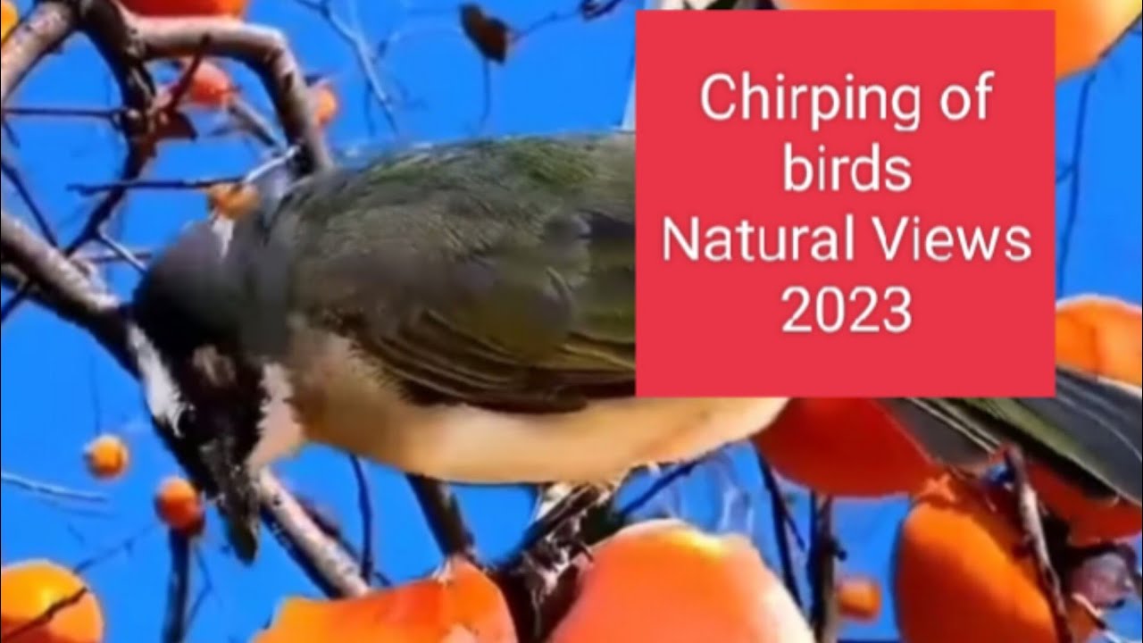 Chirping of birds||Natural views-2023# - YouTube