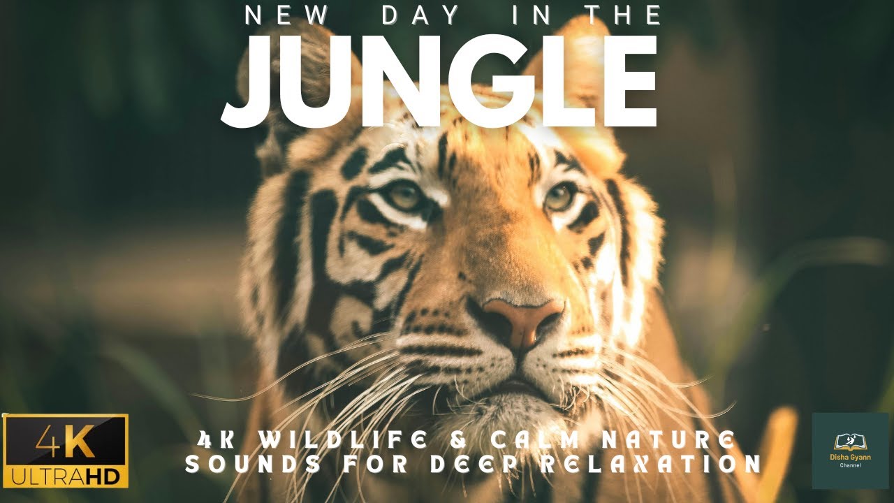 Wildlife 4K - Relaxing Music With Beautiful Nature and Animals Videos ...