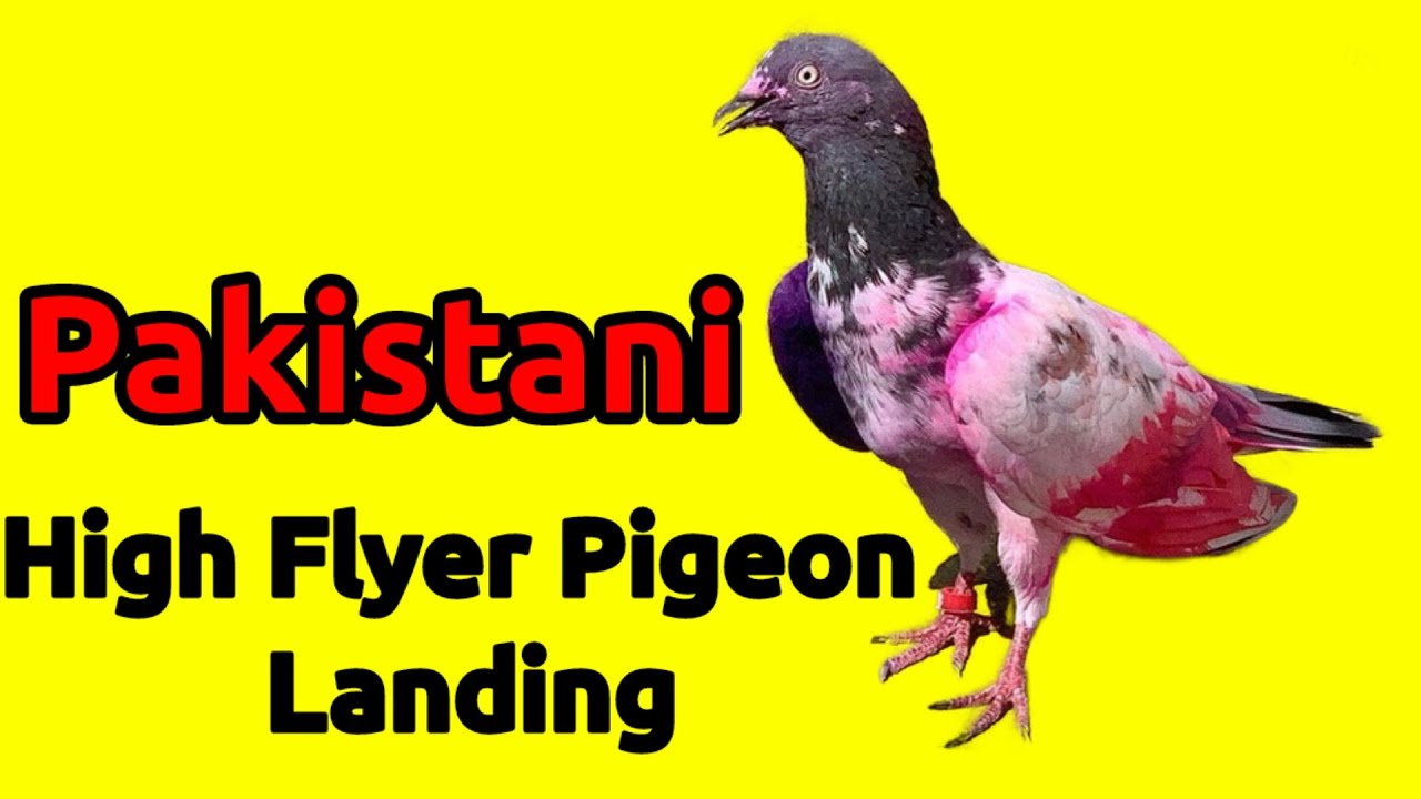 Pakistani High Flyer Pigeon Landing - YouTube