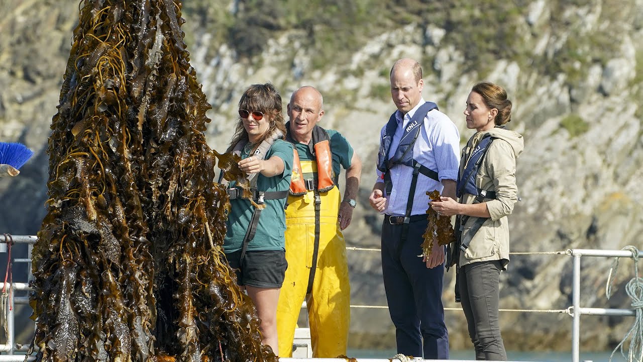 Prince and Princess visit Wales' first regenerative ocean farm, Câr-y ...