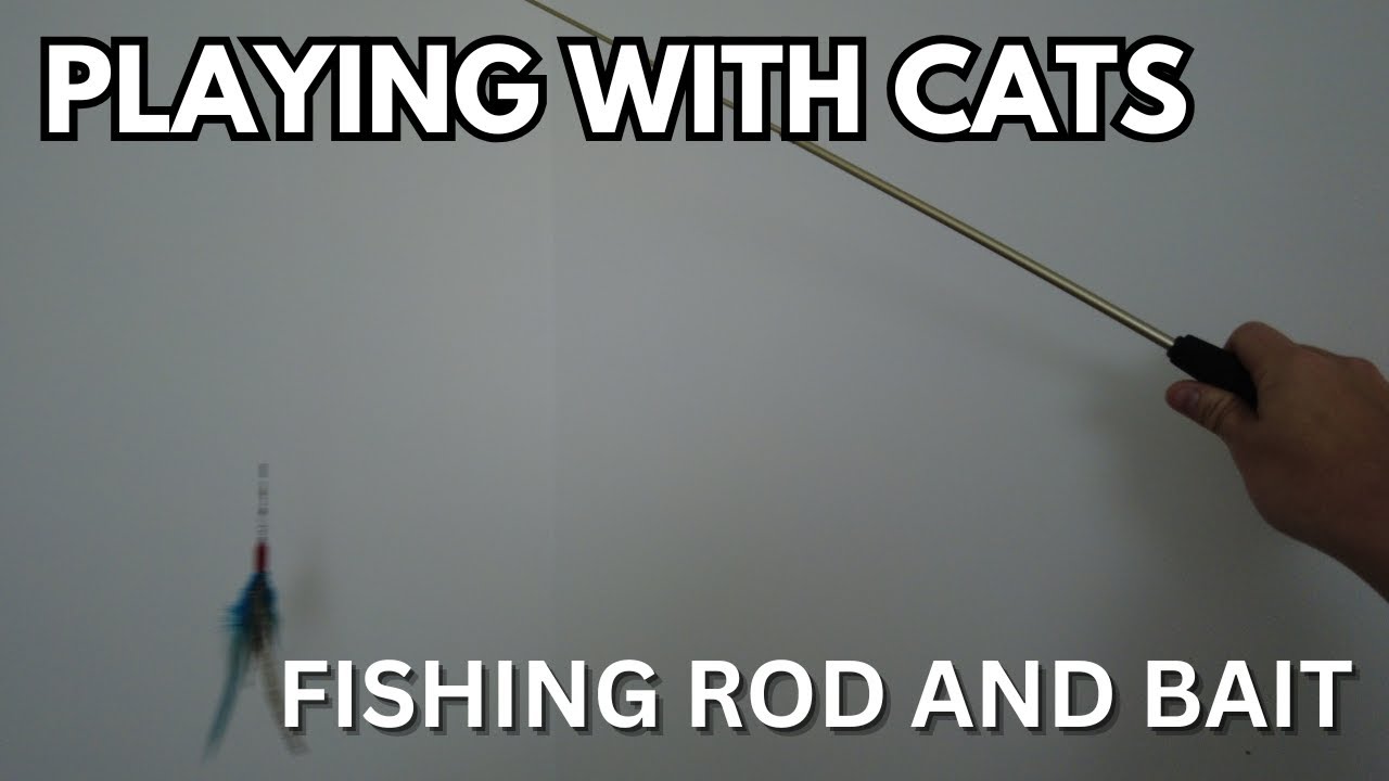 Fishing Rod and Bait Toys | How to Play with Cats - YouTube