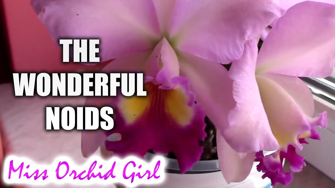 The wonderful NoID Cattleya Orchids + 1 weird species - YouTube
