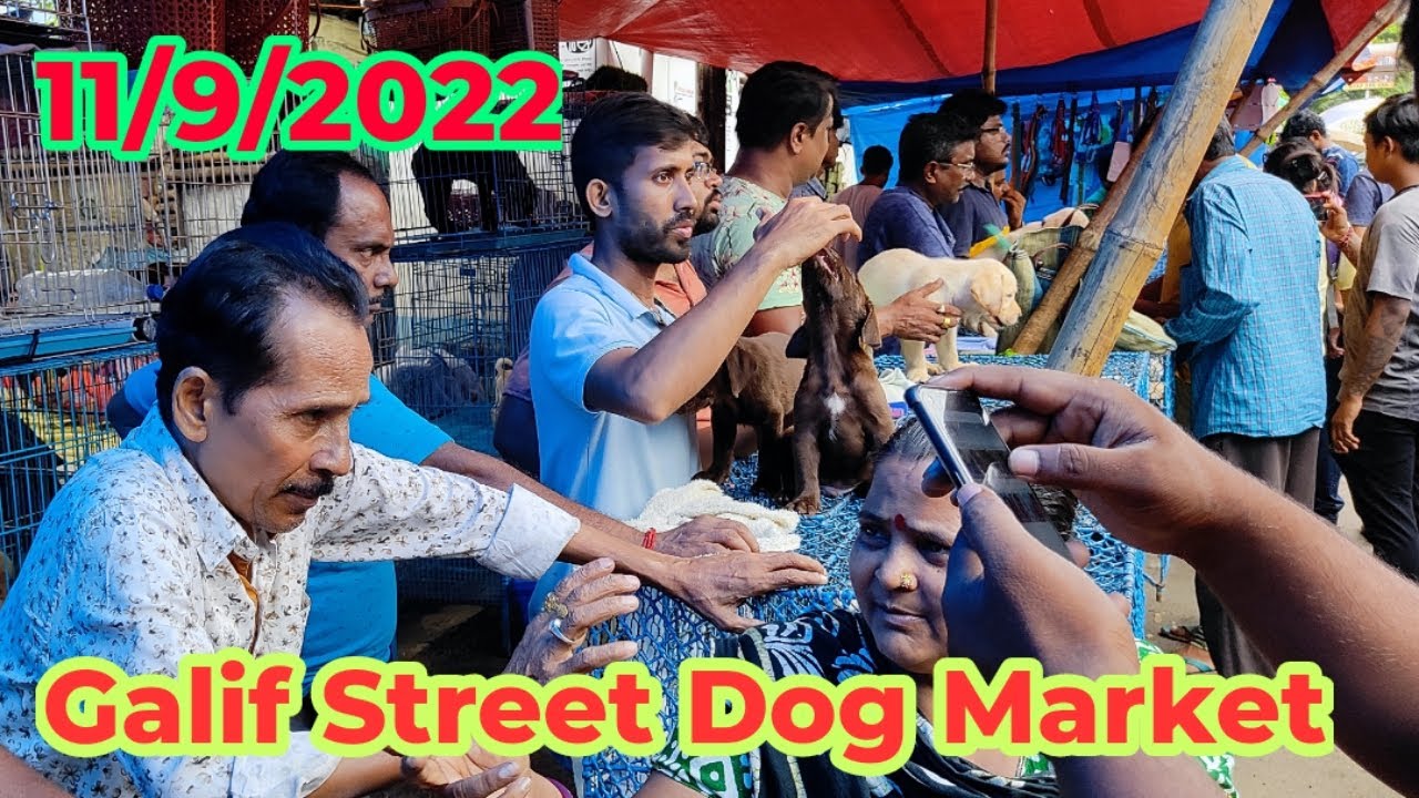 Galif Street Dog Price Update ll Cheapest Dog 🐕 Market in Kolkata ll ...