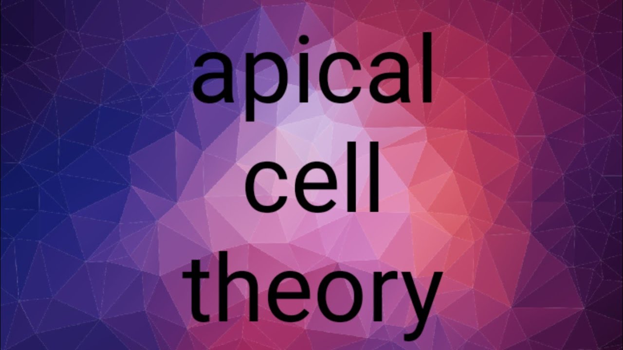Apical cell theory with concept - YouTube