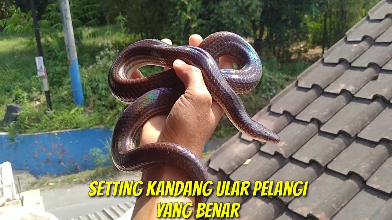 PERAWATAN ULAR PELANGI LOWBUDGET!! | xenopeltis unicolor - YouTube