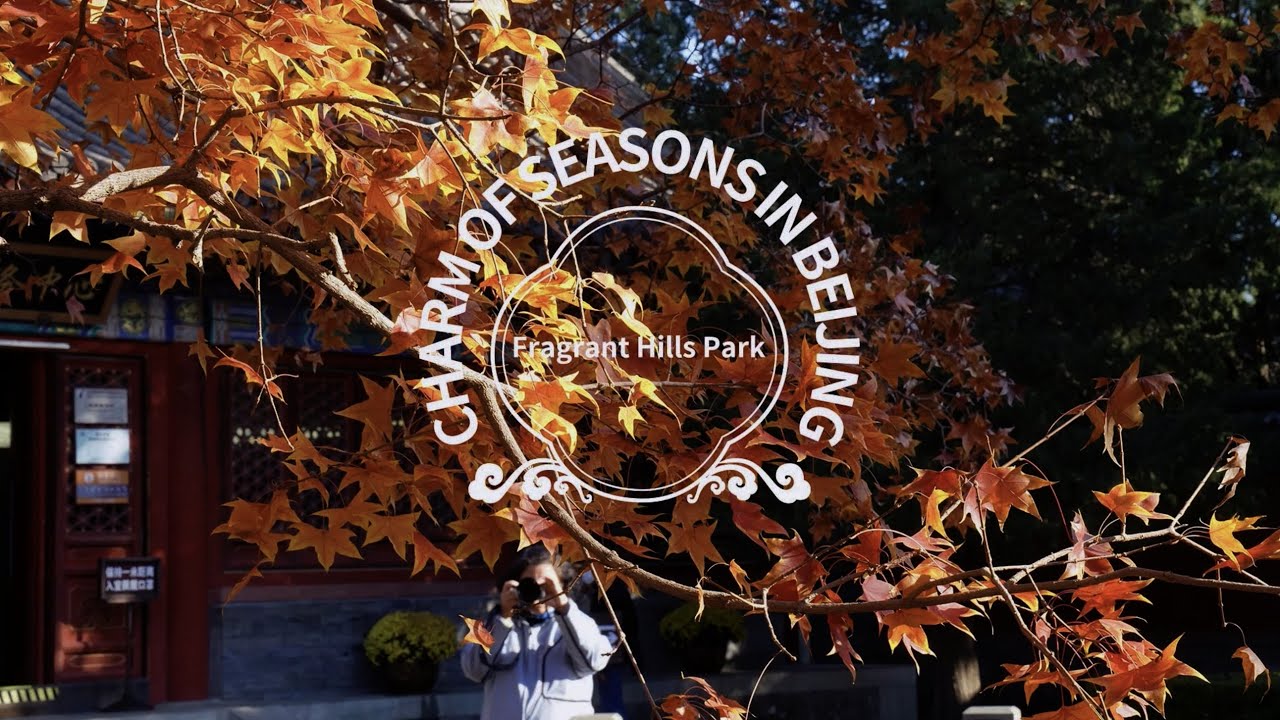 Charm of Seasons in Beijing — Fragrant Hills Park - YouTube