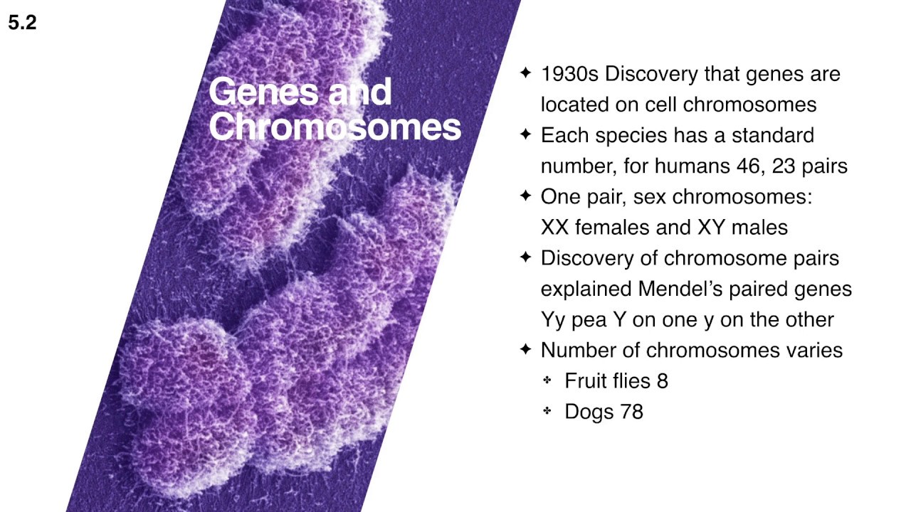 Introduction to Genetics - YouTube