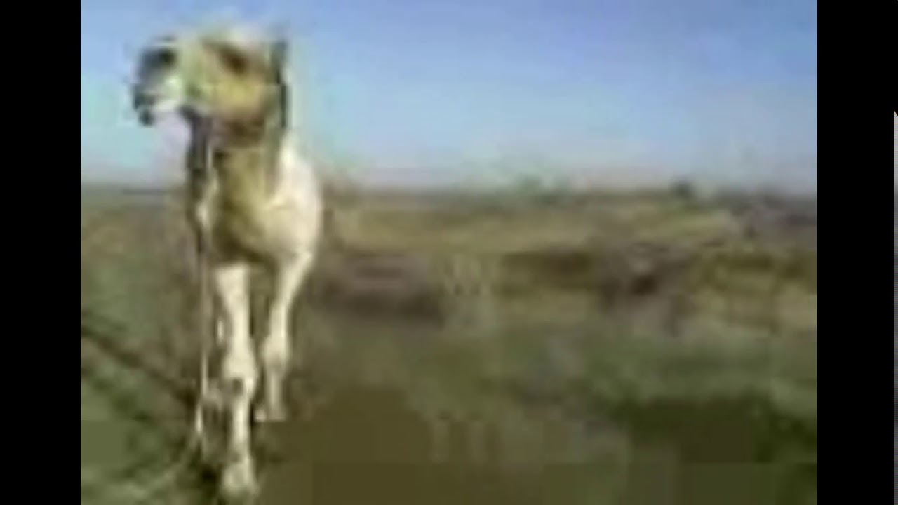 camel singing malali song - YouTube