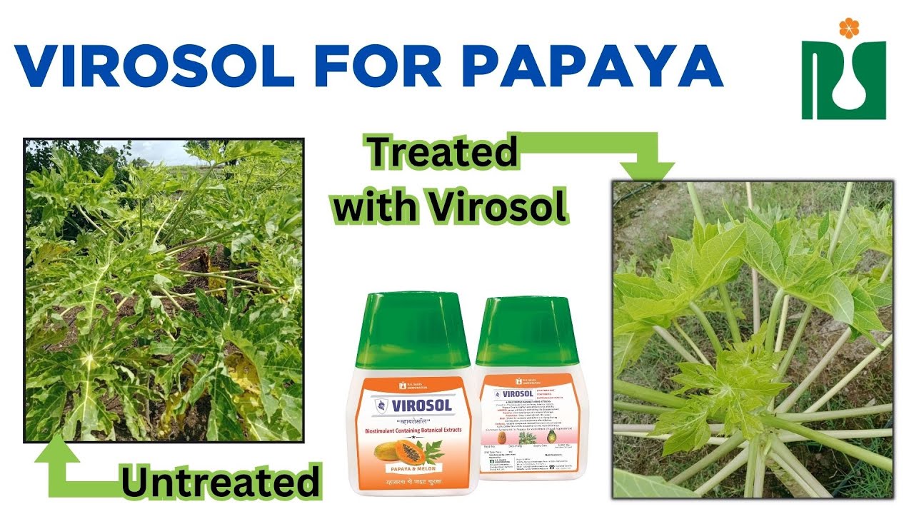 VIROSOL FOR PAPAYA - YouTube