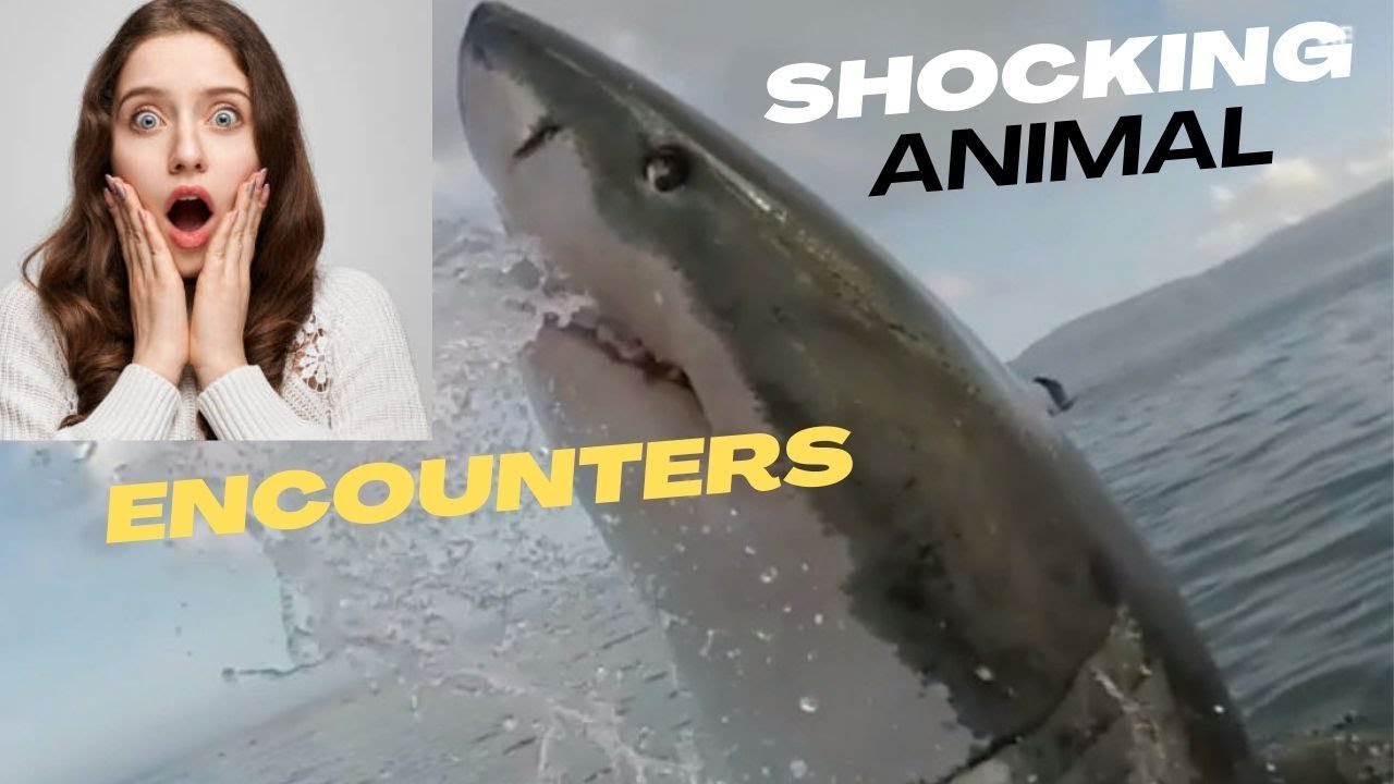 Shocking|Animal|Encounters😱 - YouTube