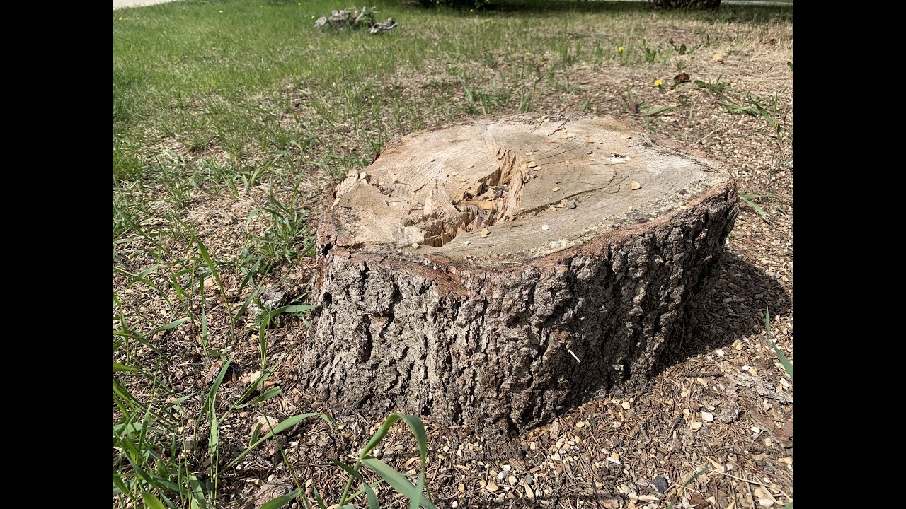 How to Measure a Stump for Grinding - YouTube