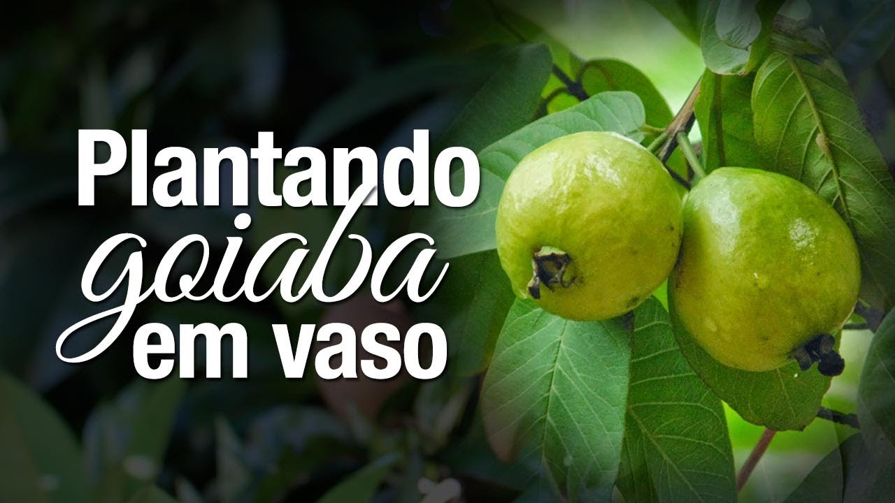 Como plantar Goiaba em Vaso - Passo a passo - YouTube