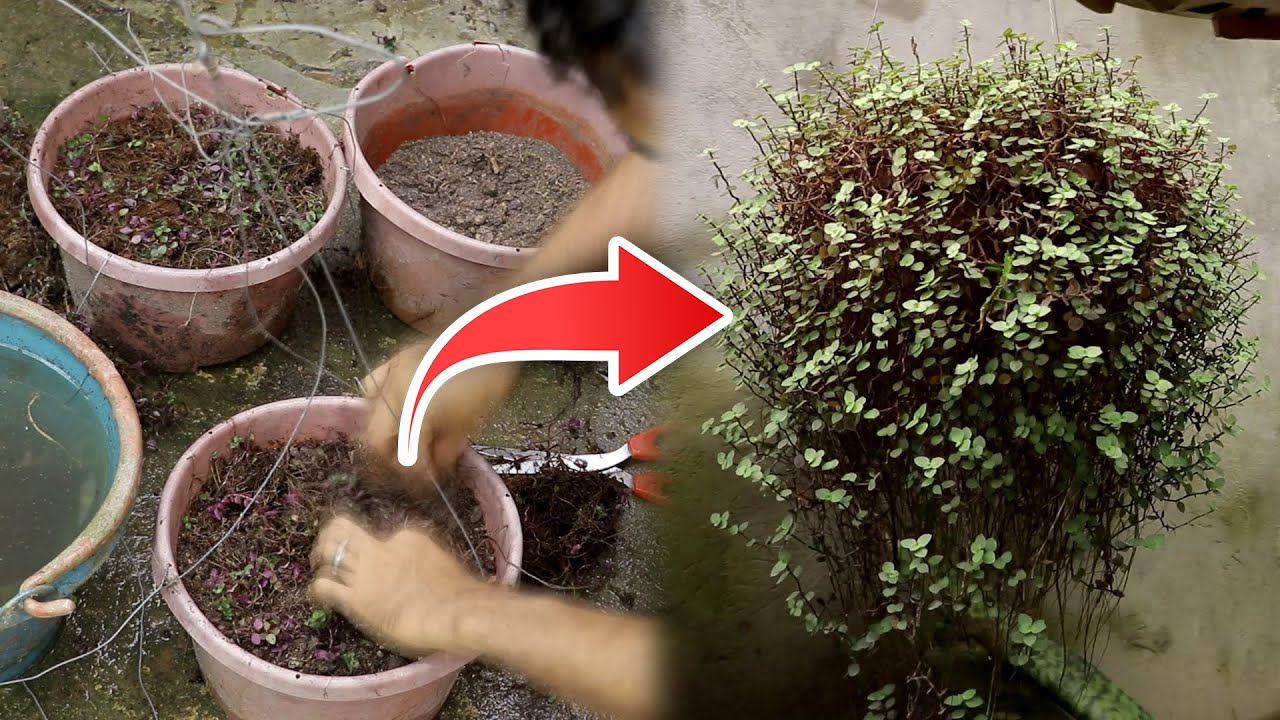 បច្ចេកទេសងាយៗក្នុងការដាំ Pink Lady Plant - Easy techniques for growing ...