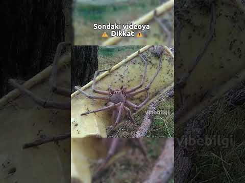 Avustralya Örümcek Mevsimi Nasılmı Geçiyor #shorts