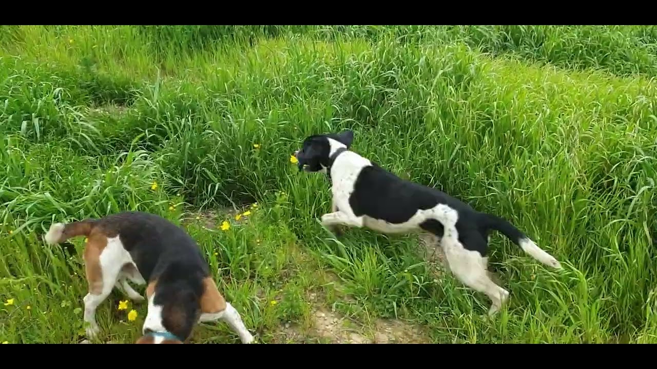 ΕΚΠΑΙΔΕΥΤΙΚΟ ΛΑΓΟΥ 19/3/2022 ΚΥΠΡΟΣ BASSET MIX BEAGLE AND BEAGLE No 61 ...