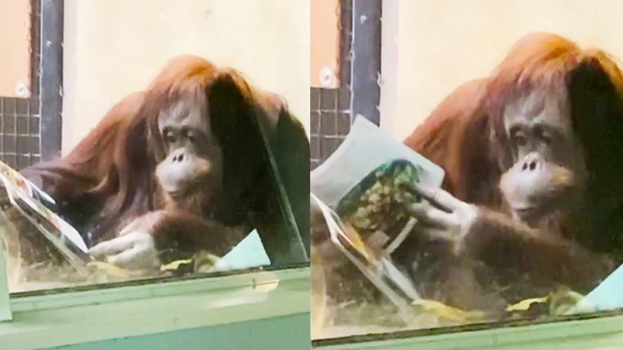 Orangutan Reading A Book - YouTube