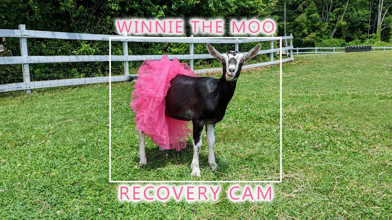 Winnie's Recovery Cam | Syman Says Farms LIVE - YouTube