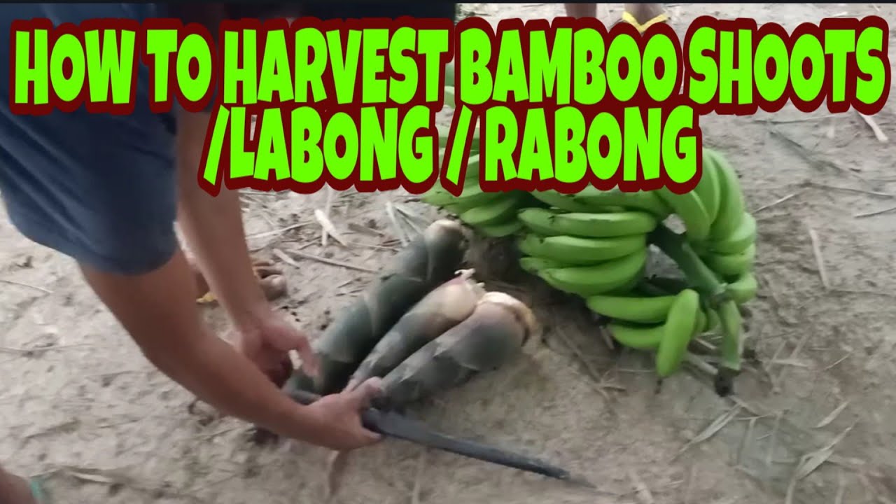 How to harvest bamboo shoots | labong | rabong | Paano mamuhay sa ...