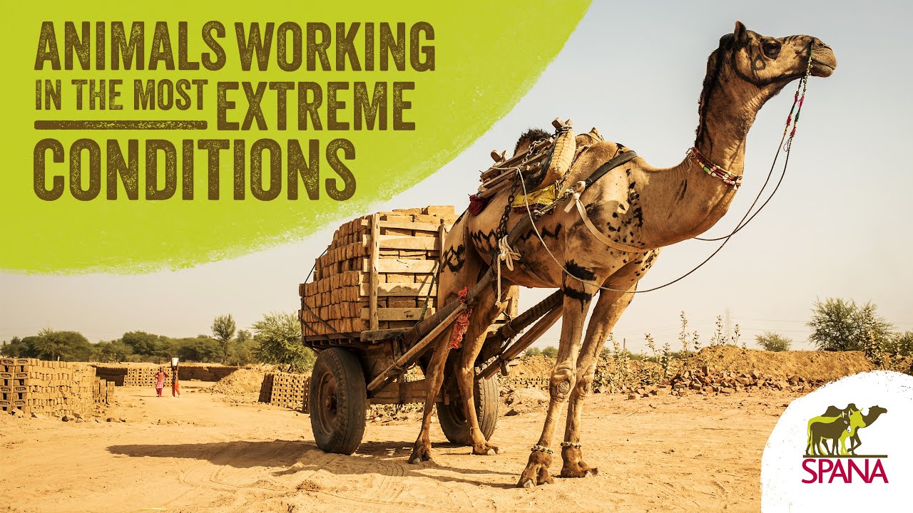Animals working in the most extreme conditions | World Animal Day 2022 ...