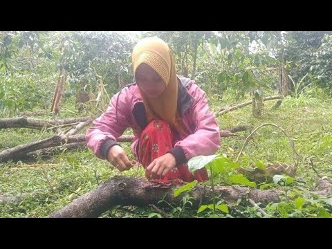Vlog #29 | Membersihkan Halaman, Memetik Jamur Grigit dan Jamur Kuping ...