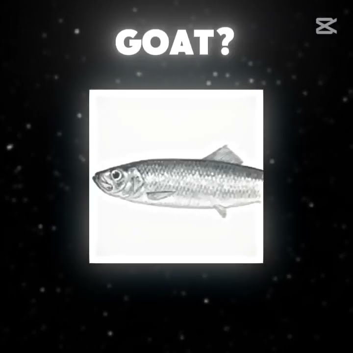 Who is the true goat - YouTube