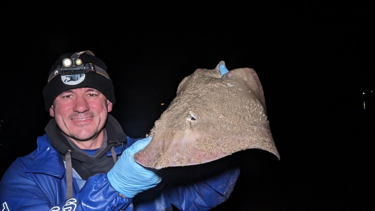 PB Small eyed ray - Fishing beach and rocks over two sessions- Anglesey ...