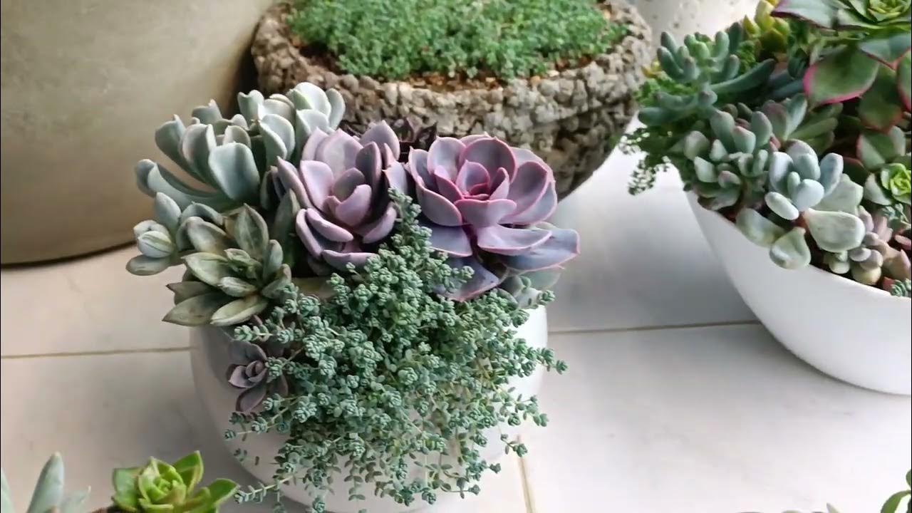 Седум испанский и дасифилюм - YouTube