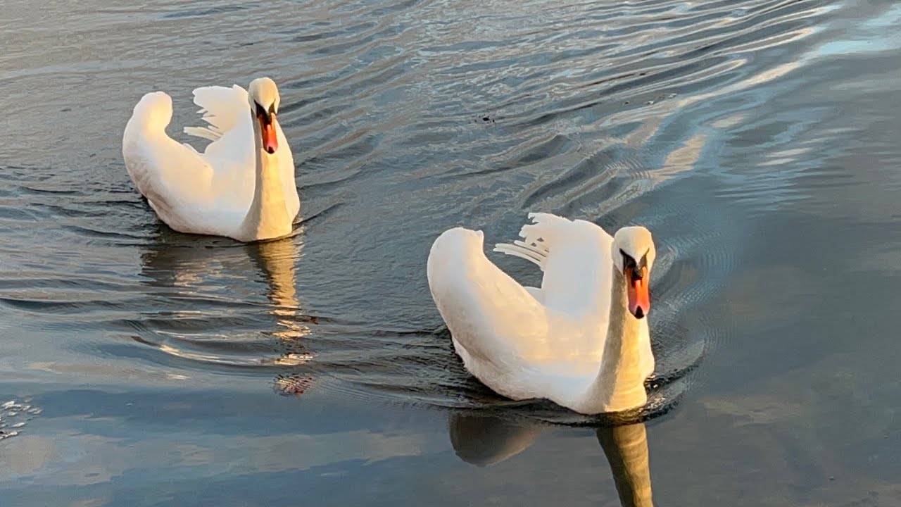 Intruder Lands And Walpole Pair Give Chase! Feeding Session Too! - YouTube