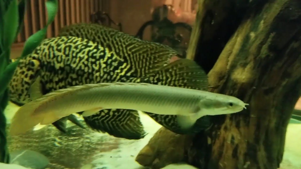 120 gallon predator fish tank feeding - YouTube