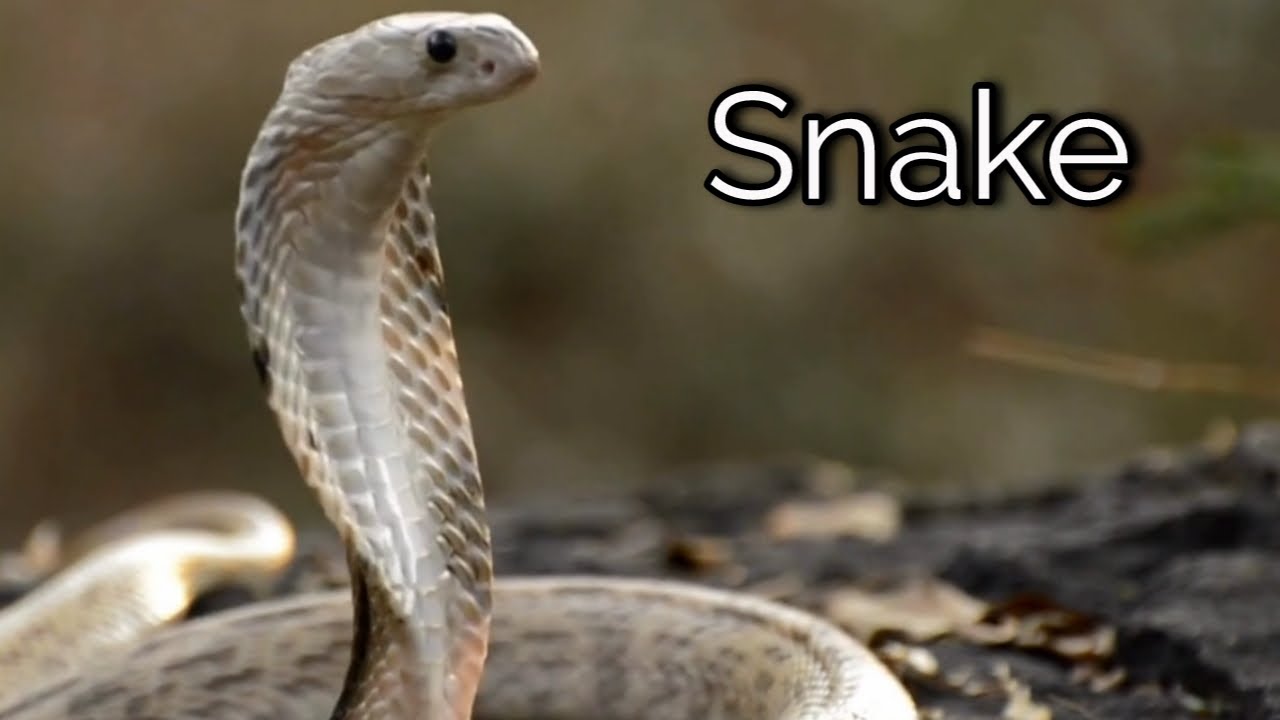 king kobra Snake l snakes l Indian Snake l - YouTube
