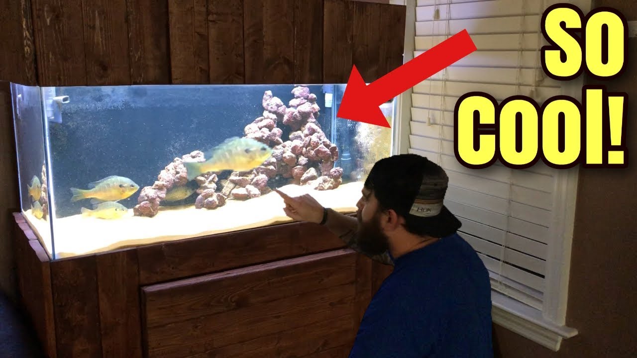 NEW WILD FISH AQUARIUM! - YouTube
