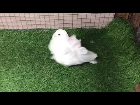 spanish chorrera pigeon 😍😍 - YouTube